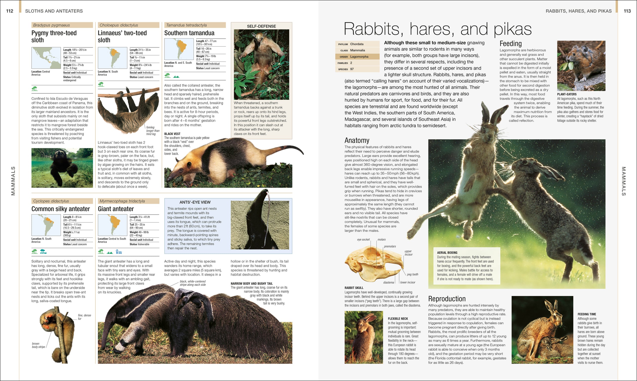 Animal – DK