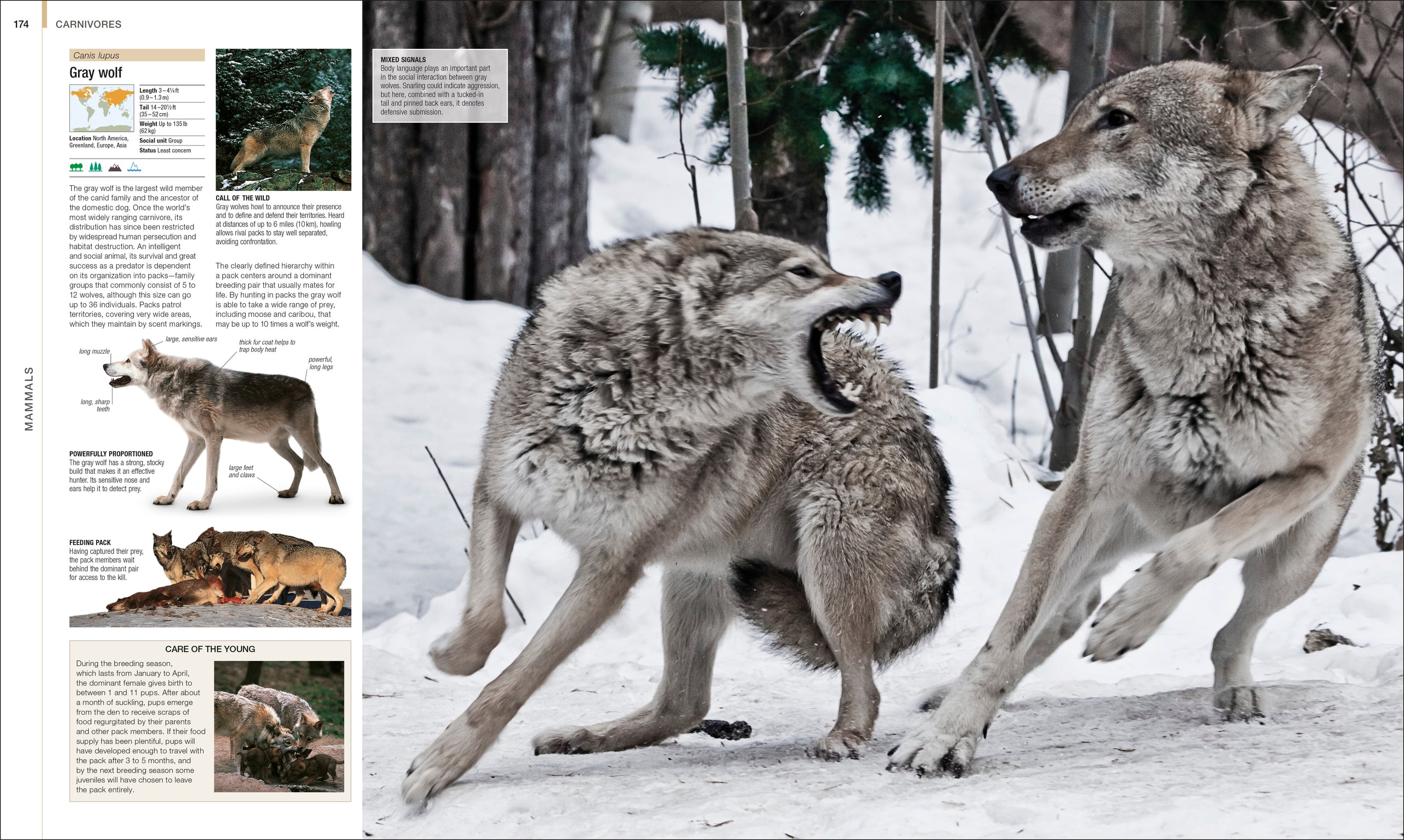 Animal – DK