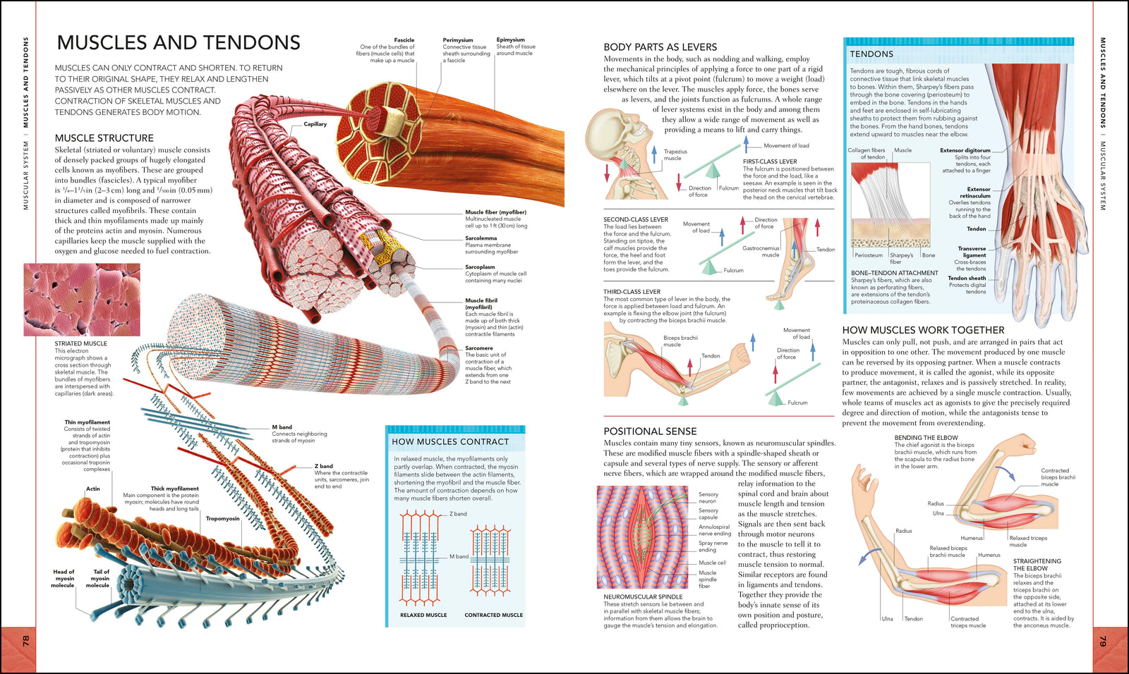 The Human Body Book – DK